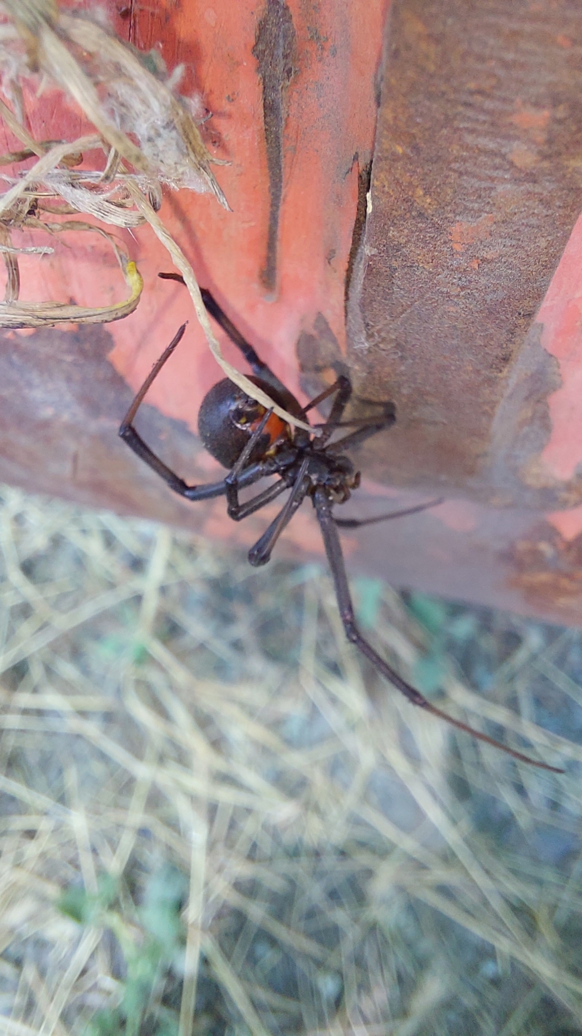 Latrodectus geometricus C.L.Koch, 1841