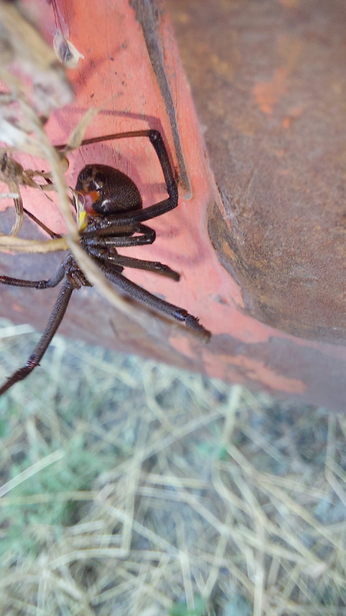 Latrodectus geometricus C.L.Koch, 1841