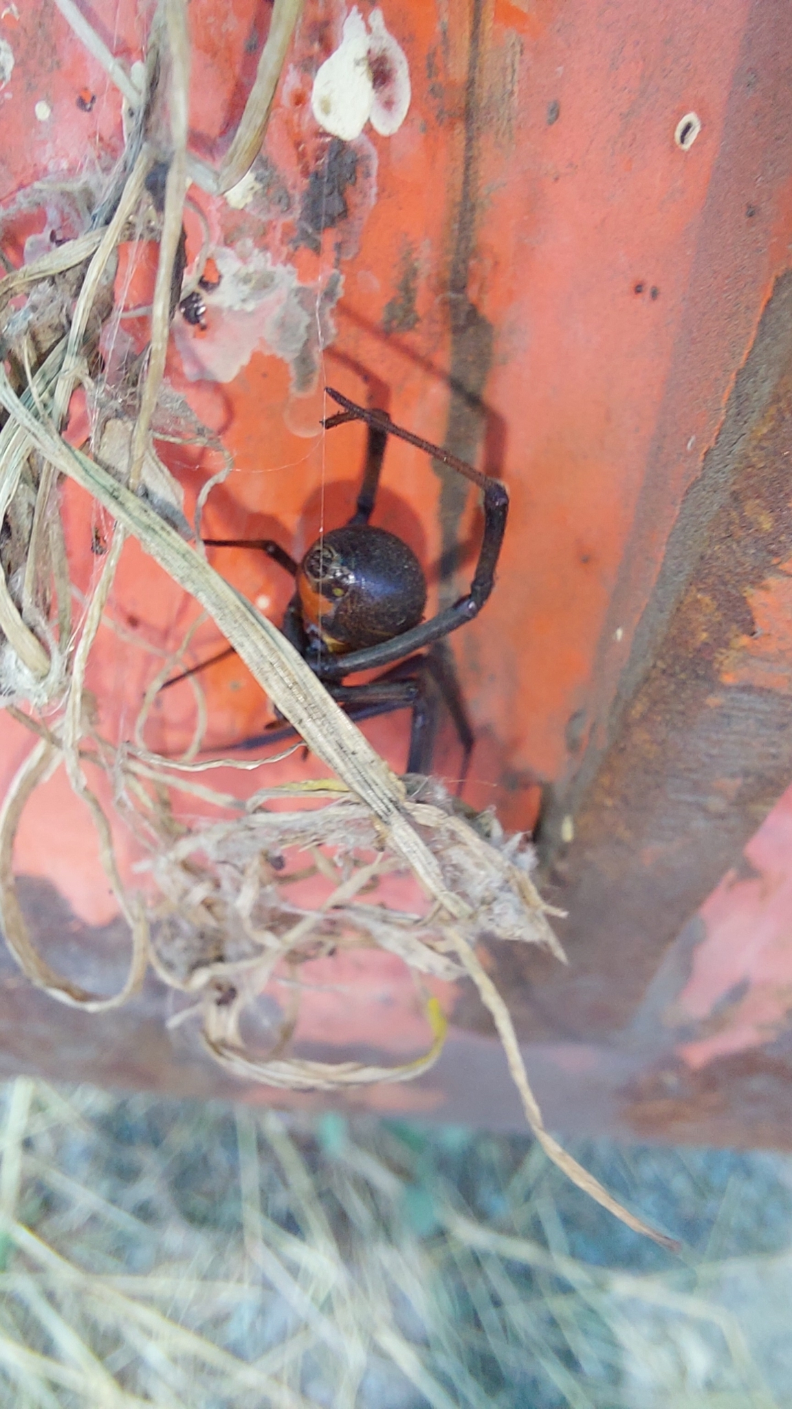 Latrodectus geometricus C.L.Koch, 1841