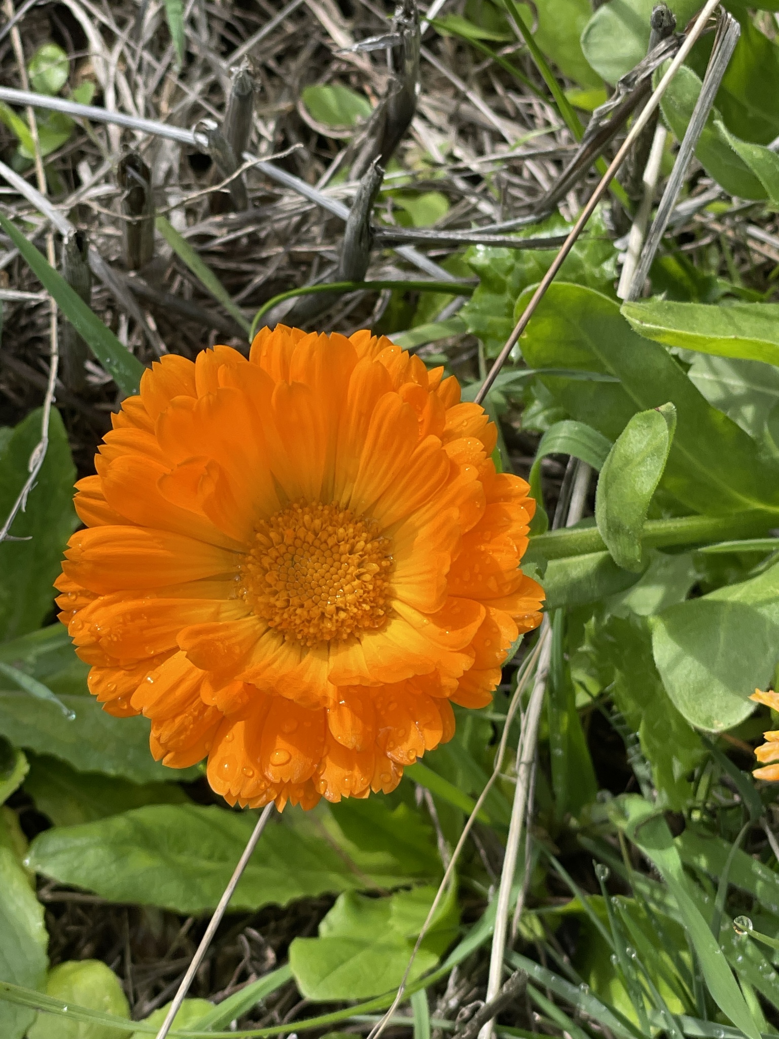 Calendula officinalis L.