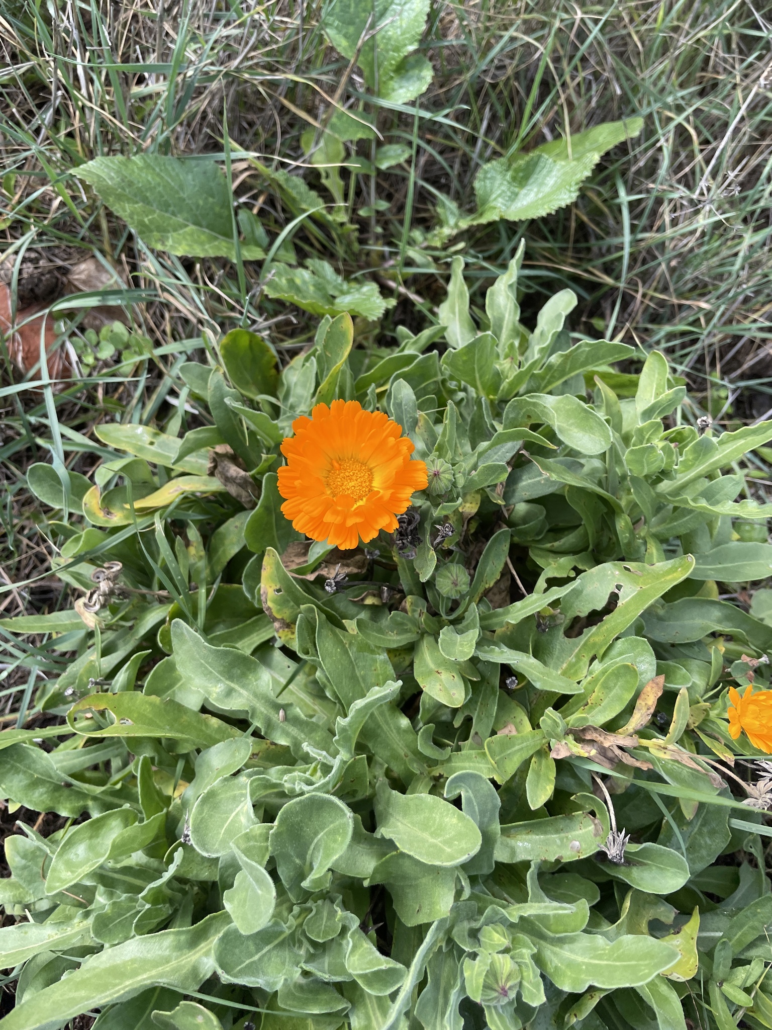Calendula officinalis L.