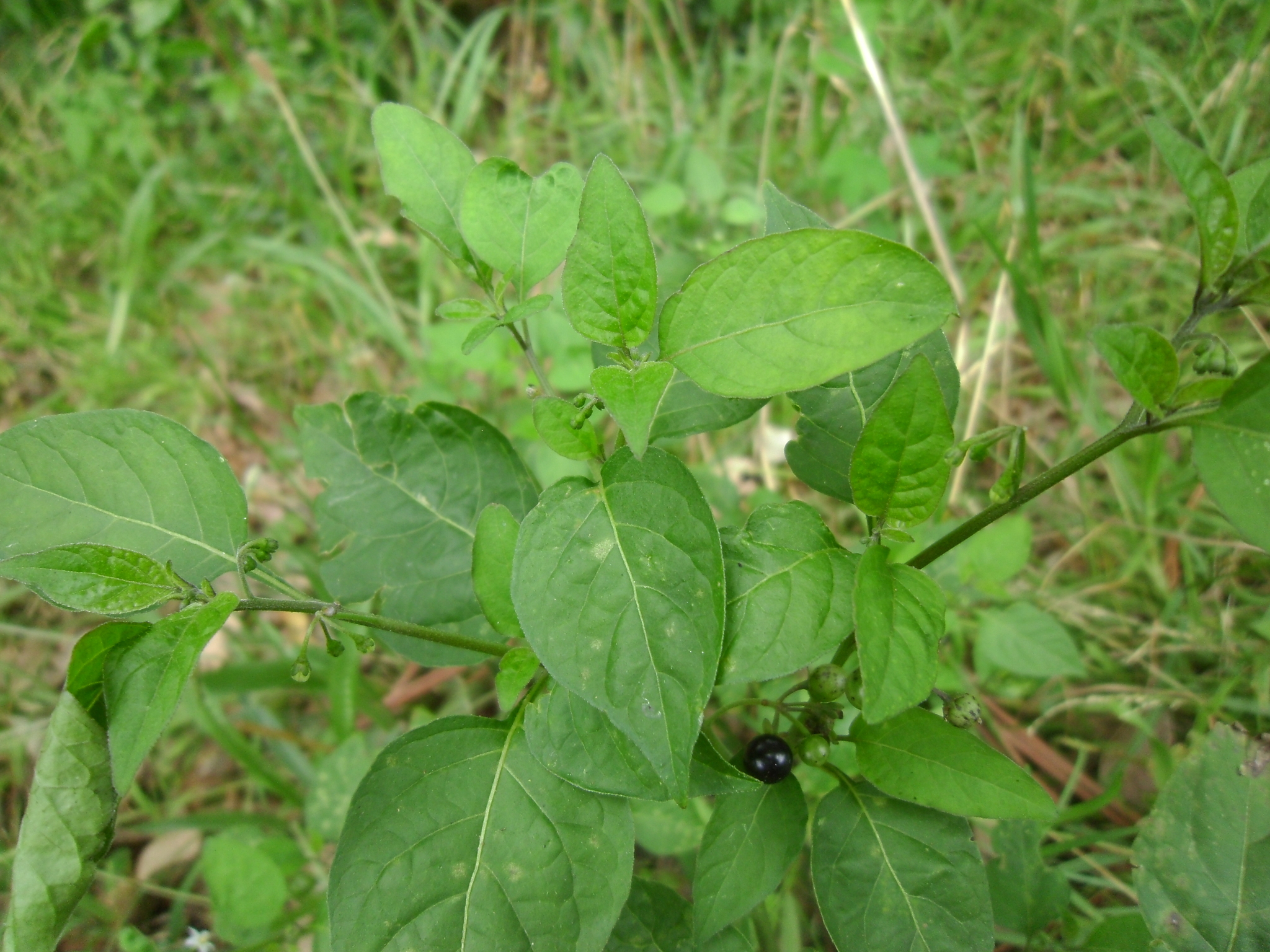 Solanum americanum Mill.