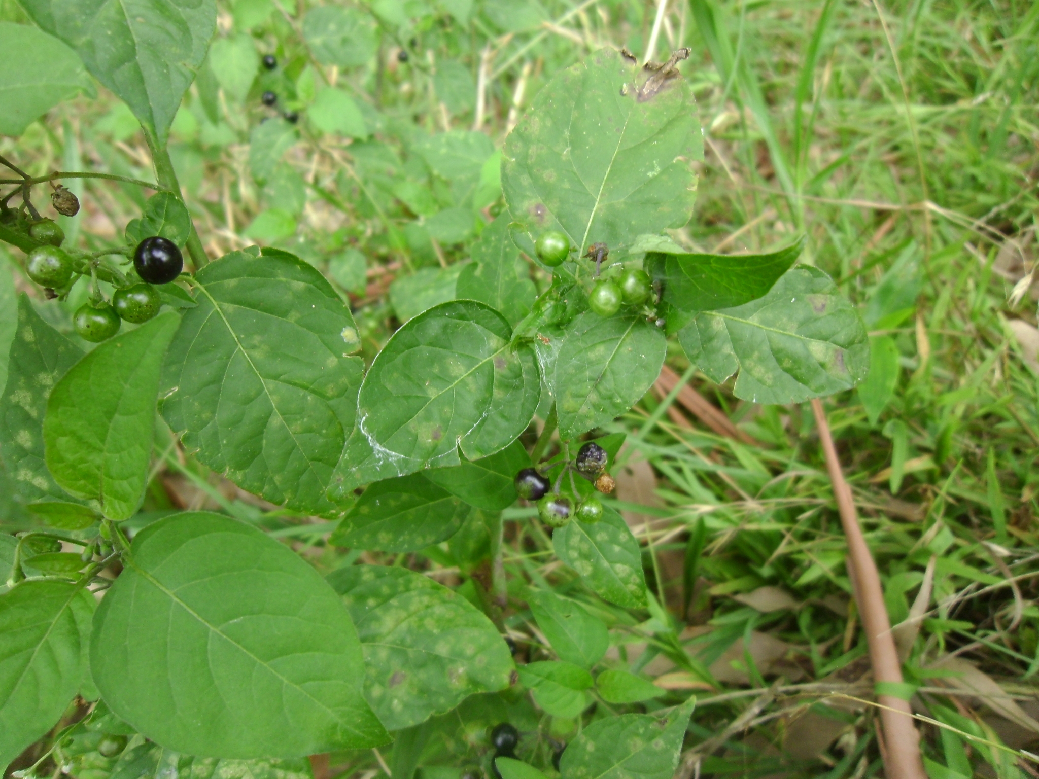 Solanum americanum Mill.