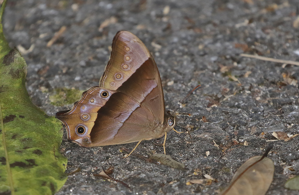 Lethe vindhya (Felder, 1859)