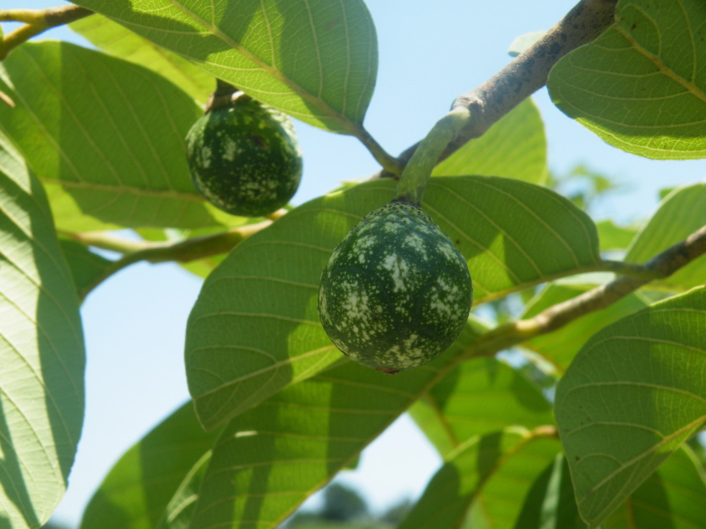 wild custard-apple from Ehlanzeni District Municipality, South Africa ...