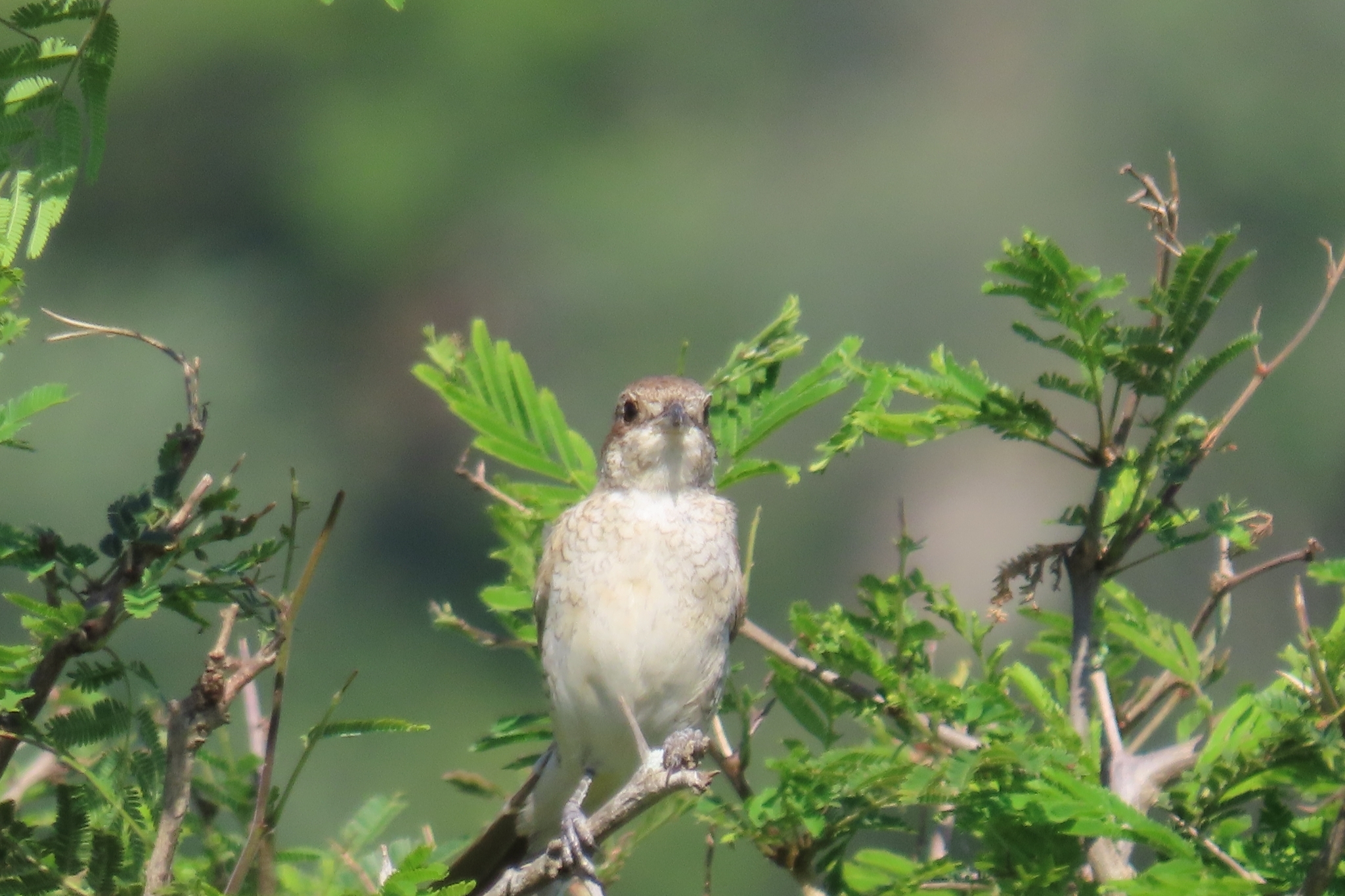 Lanius collurio Linnaeus, 1758