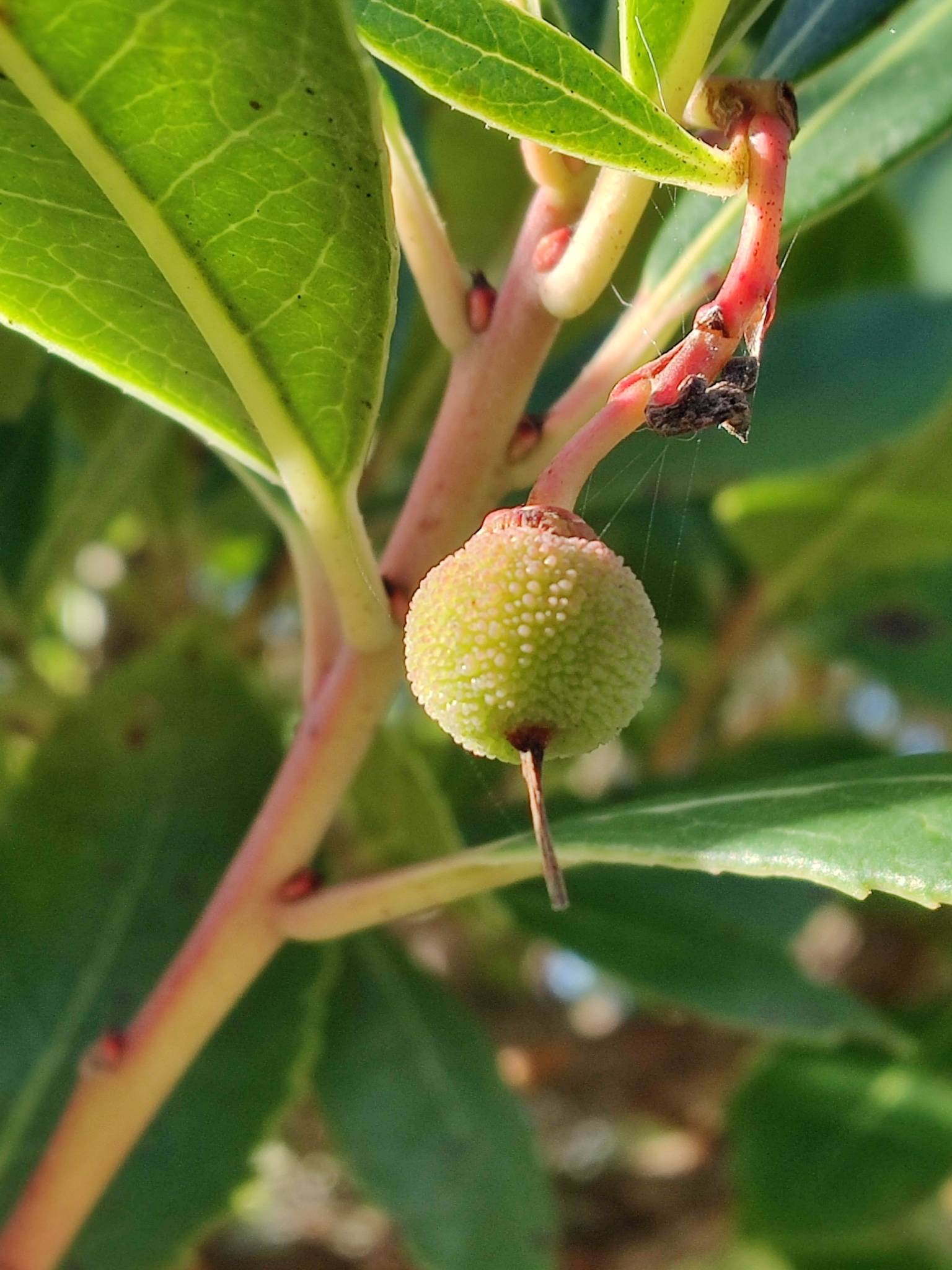 Arbutus unedo L.
