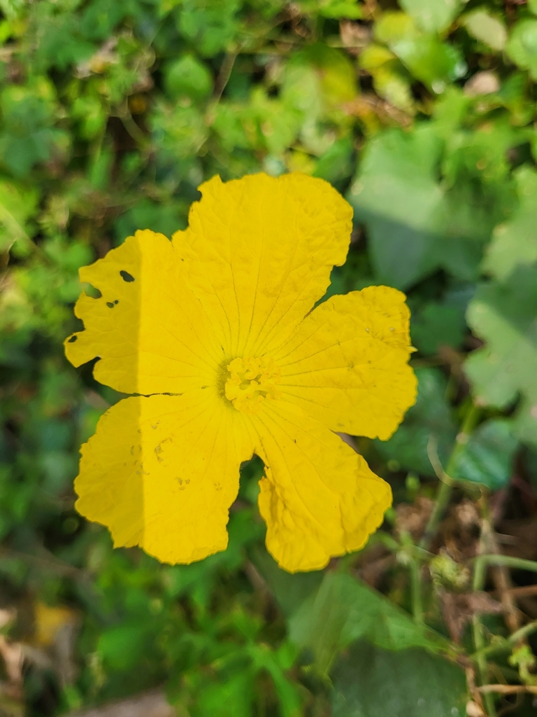 Luffas from 5HCV+M5W, Kerala 686681, Indien on January 13, 2023 at 09: ...