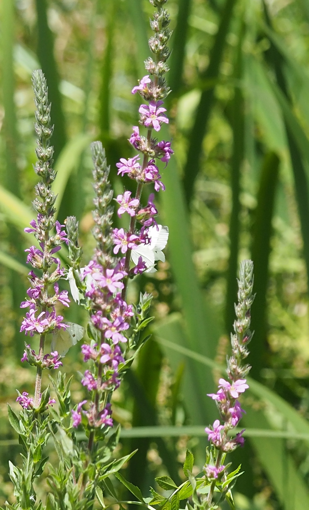 Lythrum salicaria L.