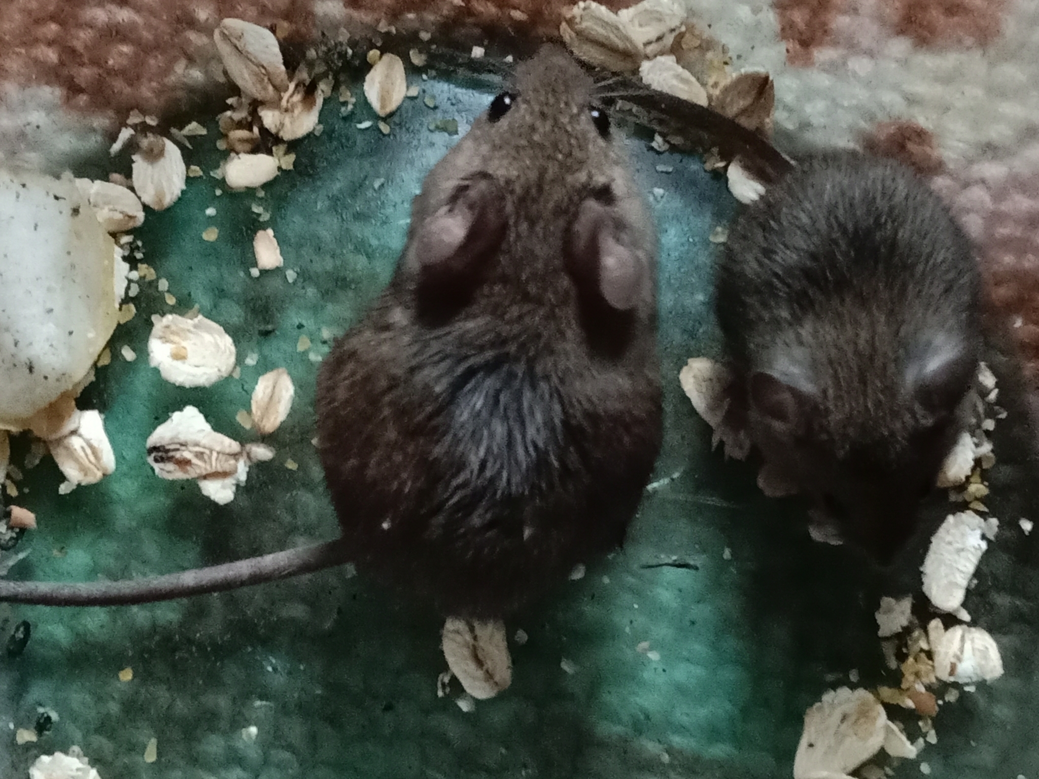 Mus musculus Linnaeus, 1758