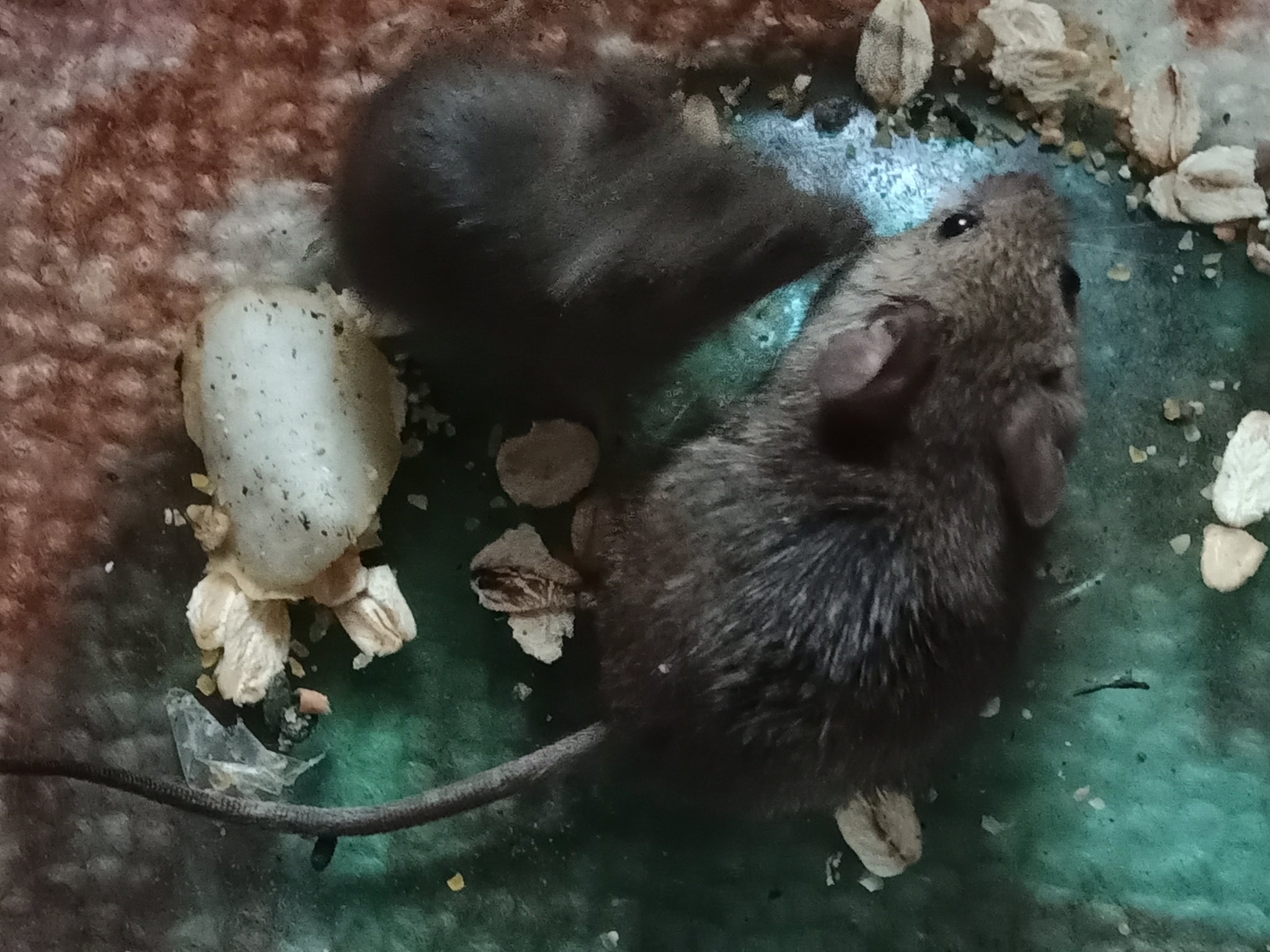 Mus musculus Linnaeus, 1758