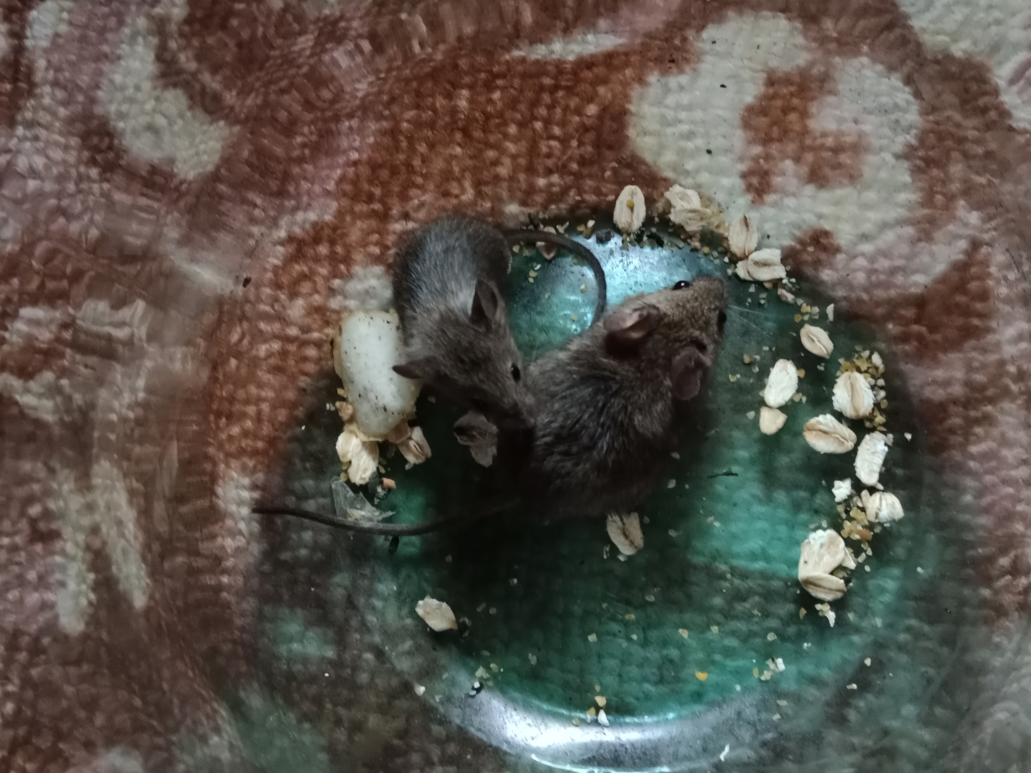 Mus musculus Linnaeus, 1758