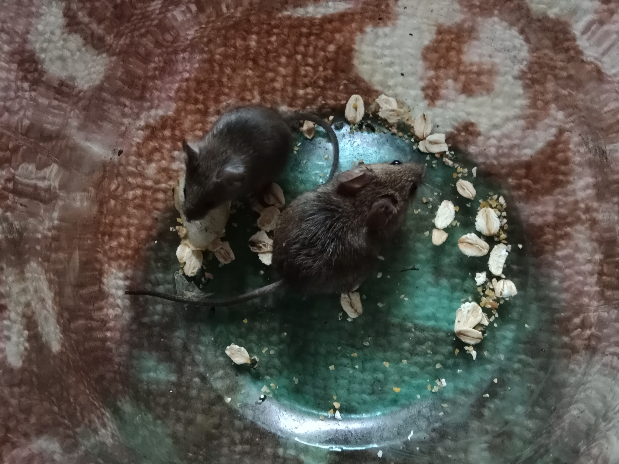 Mus musculus Linnaeus, 1758