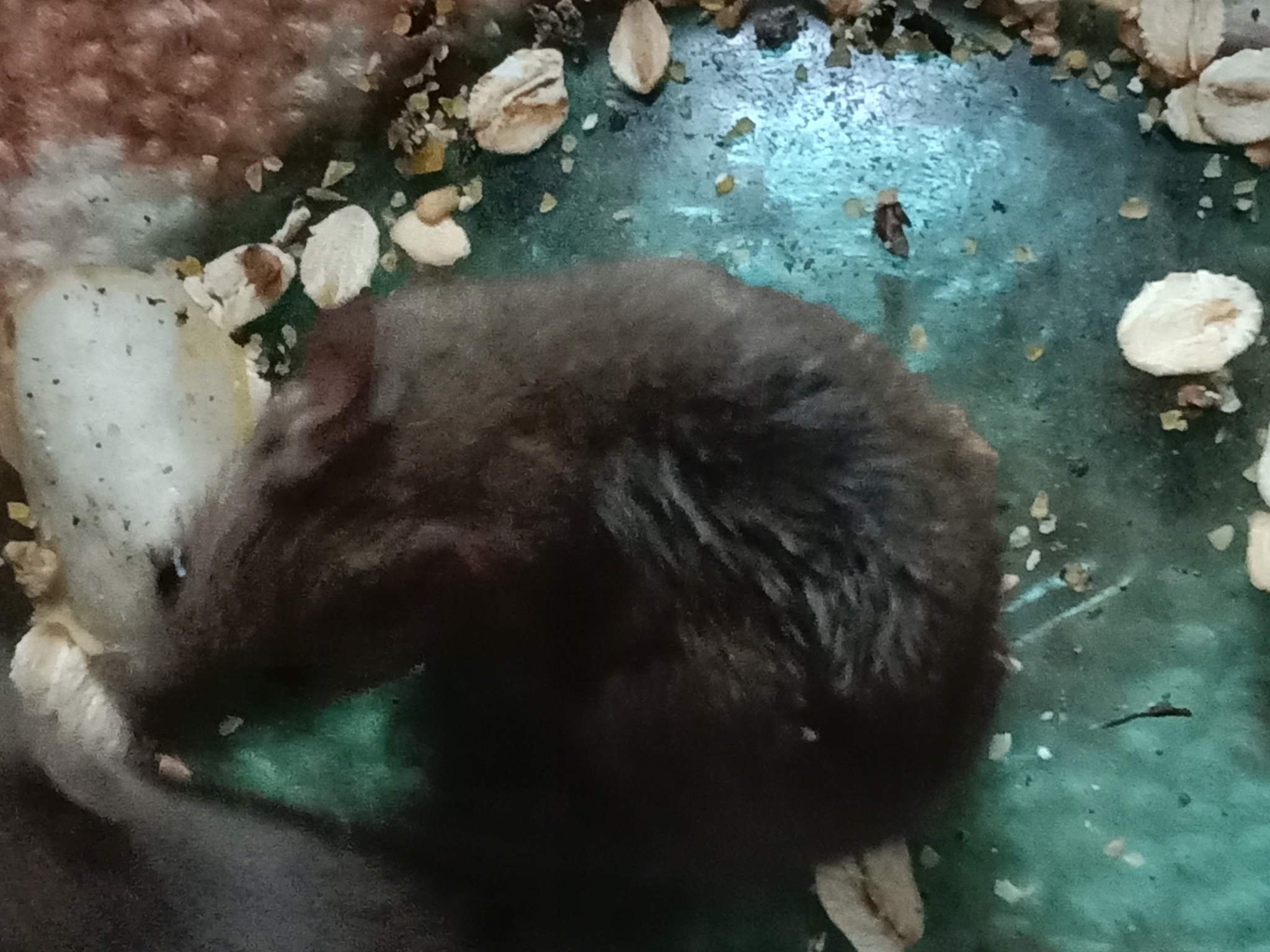 Mus musculus Linnaeus, 1758