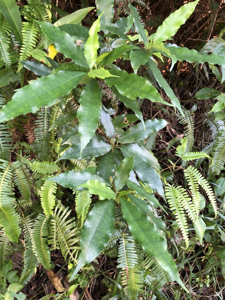 Ficus formosana from Pingtung, TW-TA, TW on December 19, 2022 at 09:38 ...