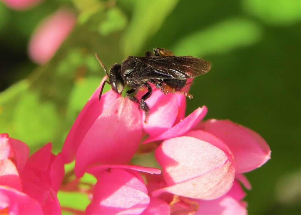 Spiny-legged Stingless bee from Buíque - PE, Brasil on January 11, 2023 ...