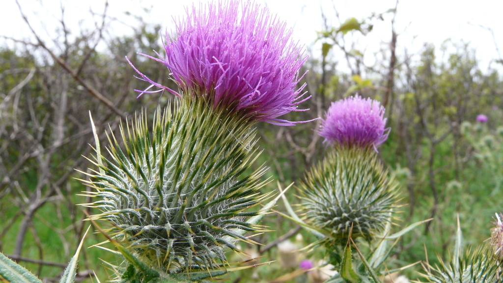 Bull Thistle from Easter Island, Chile on November 24, 2009 at 02:45 PM ...