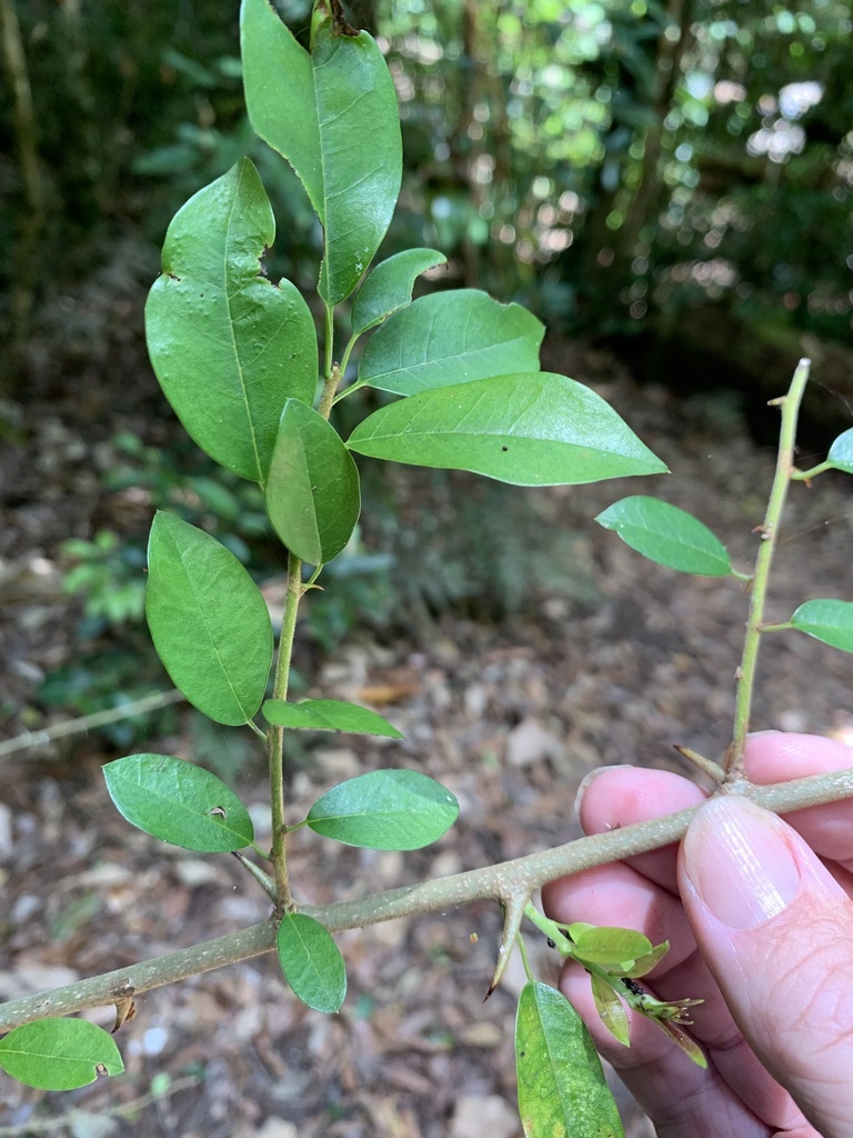 Cockspur Thorn from Killarney, QLD, AU on January 13, 2023 at 12:21 PM ...