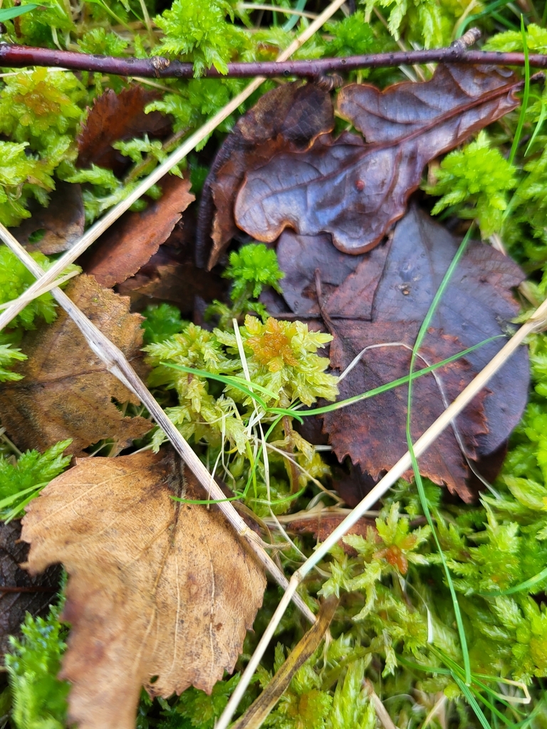 Prairie Peatmoss from Bodmin PL30 5AA, UK on January 13, 2023 at 10:00 ...