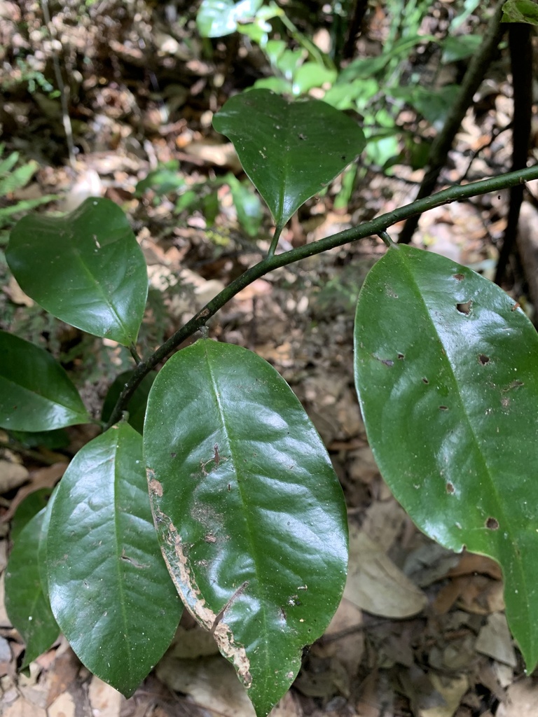 Bolwarra from Killarney, QLD, AU on January 13, 2023 at 12:19 PM by ...