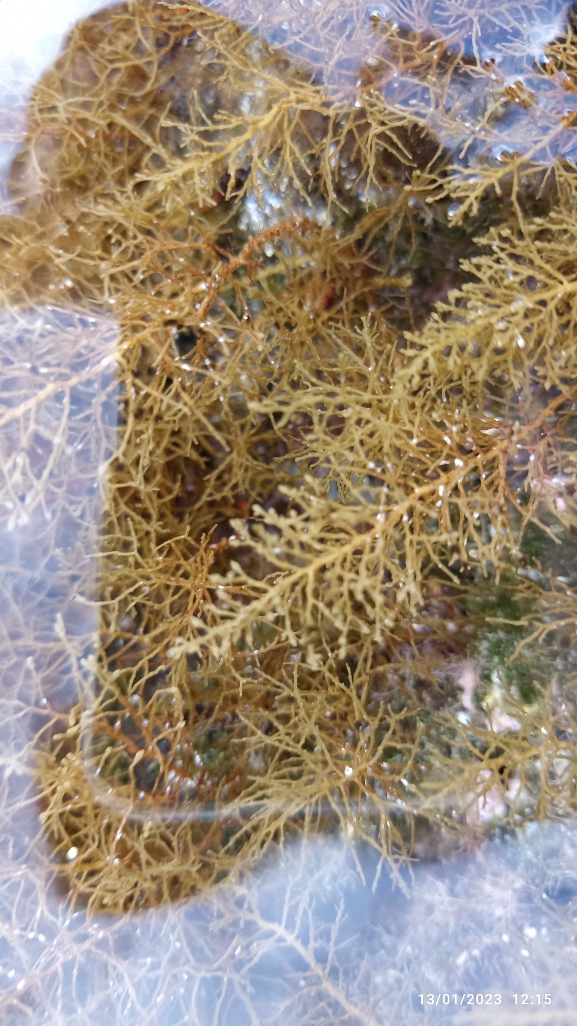 Cystoseira C.Agardh, 1820