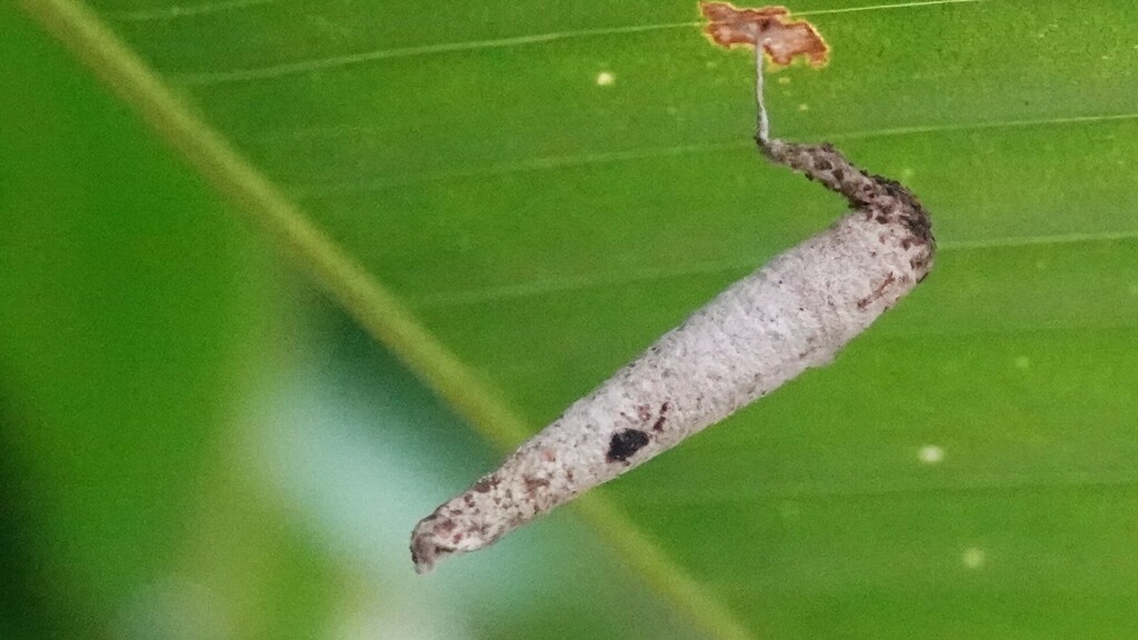 Bagworm Moths from Moitem, Goa 403503, India on December 12, 2022 at 07 ...