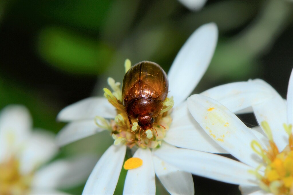 Pseudohydrobius in January 2023 by Michael Keogh · iNaturalist