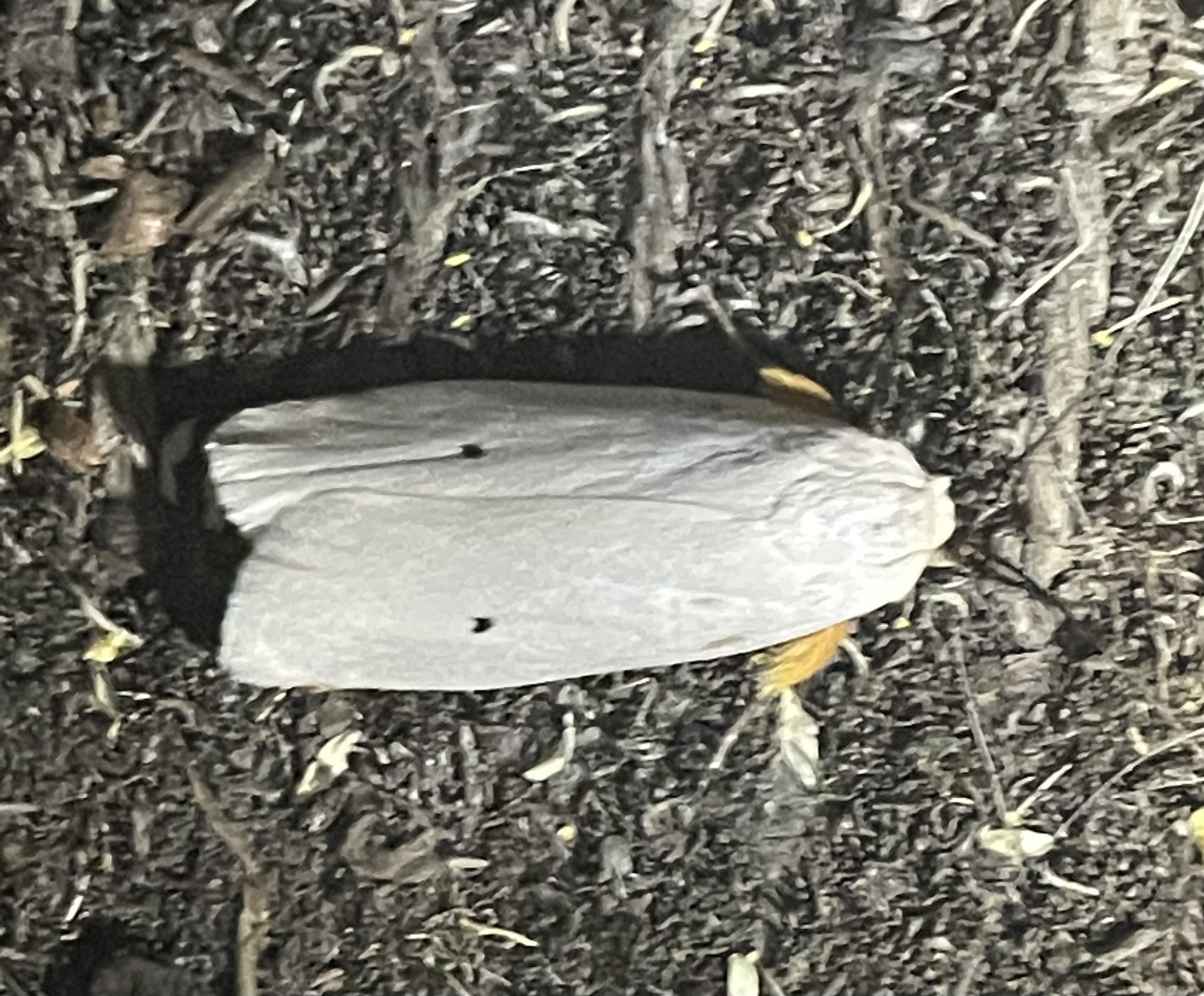 Maroga melanostigma (Wallengren, 1861)