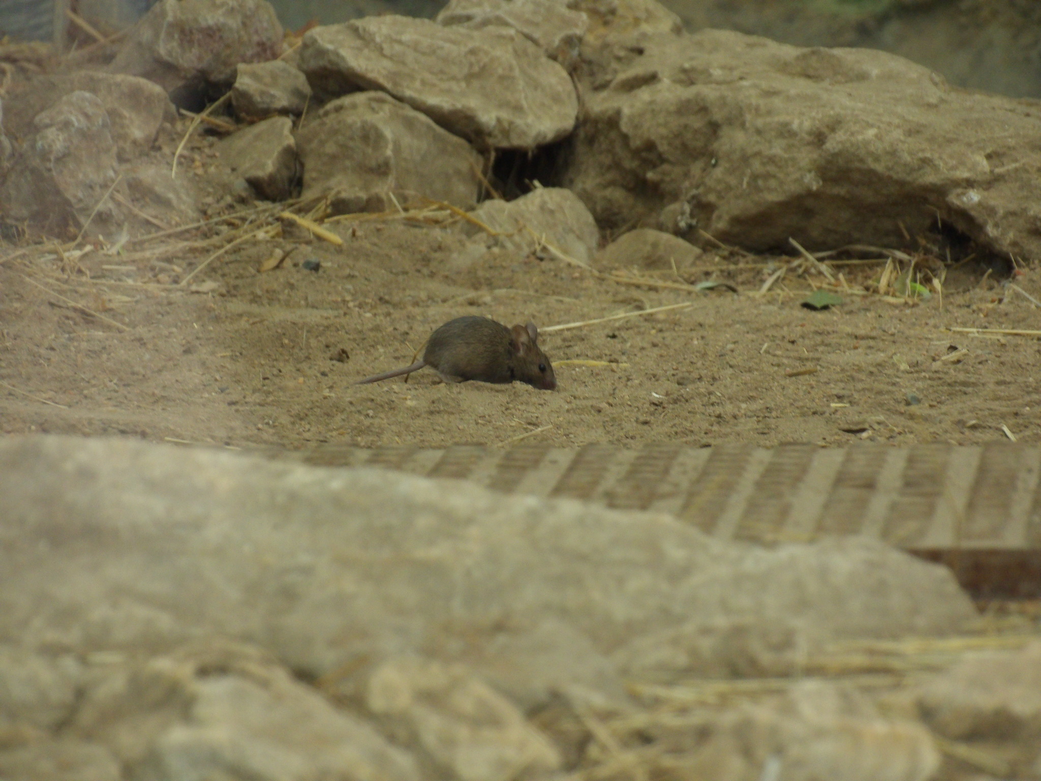 Mus musculus Linnaeus, 1758