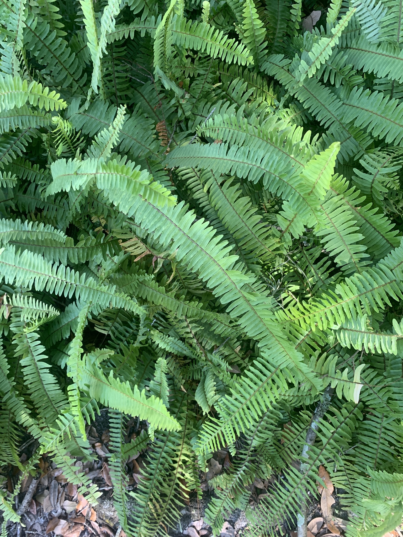 Nephrolepis cordifolia (L.) C.Presl
