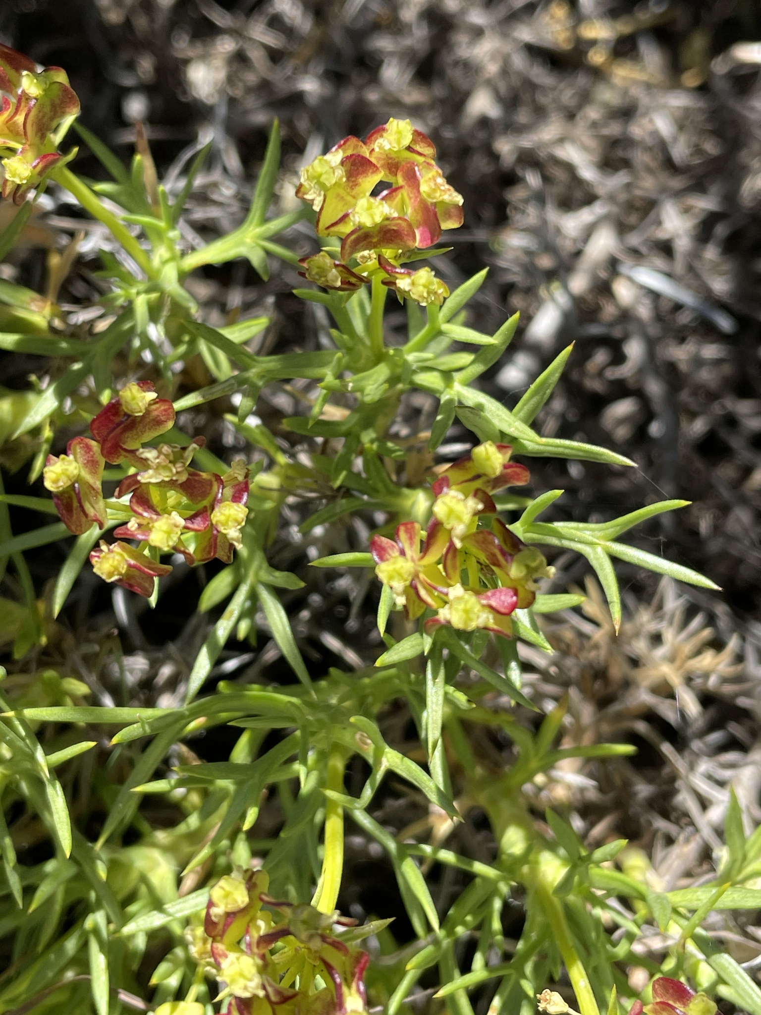 Azorella prolifera (Cav.) G.M.Plunkett & A.N.Nicolas
