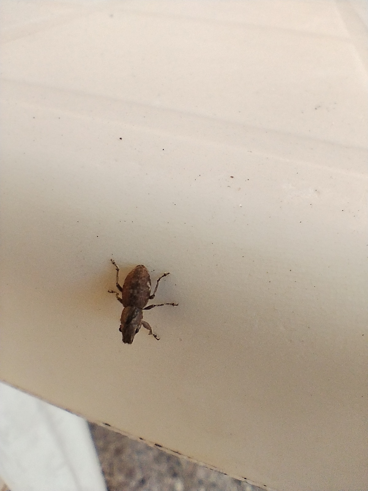 Pantomorus cervinus (Boheman, 1840)