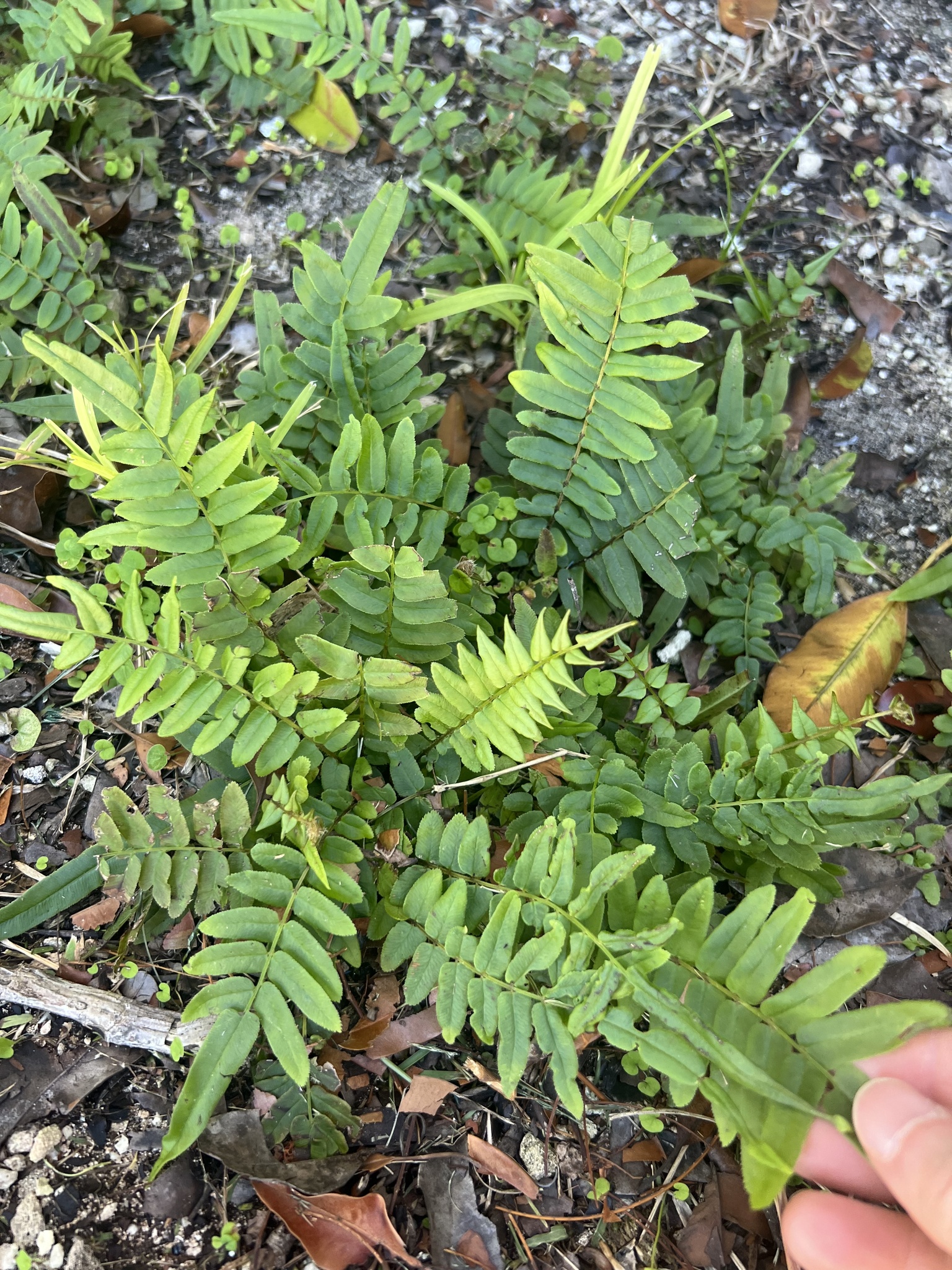 Pteris vittata L.