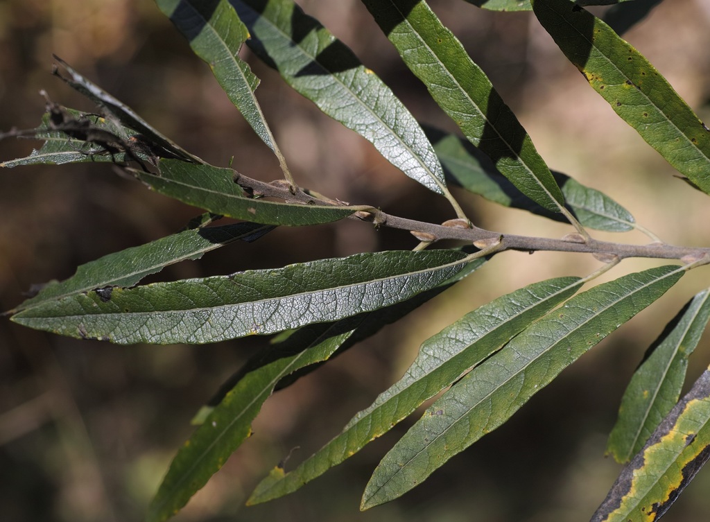 Prairie Willow from Cuyahoga Valley National Park, Ohio on October 11 ...