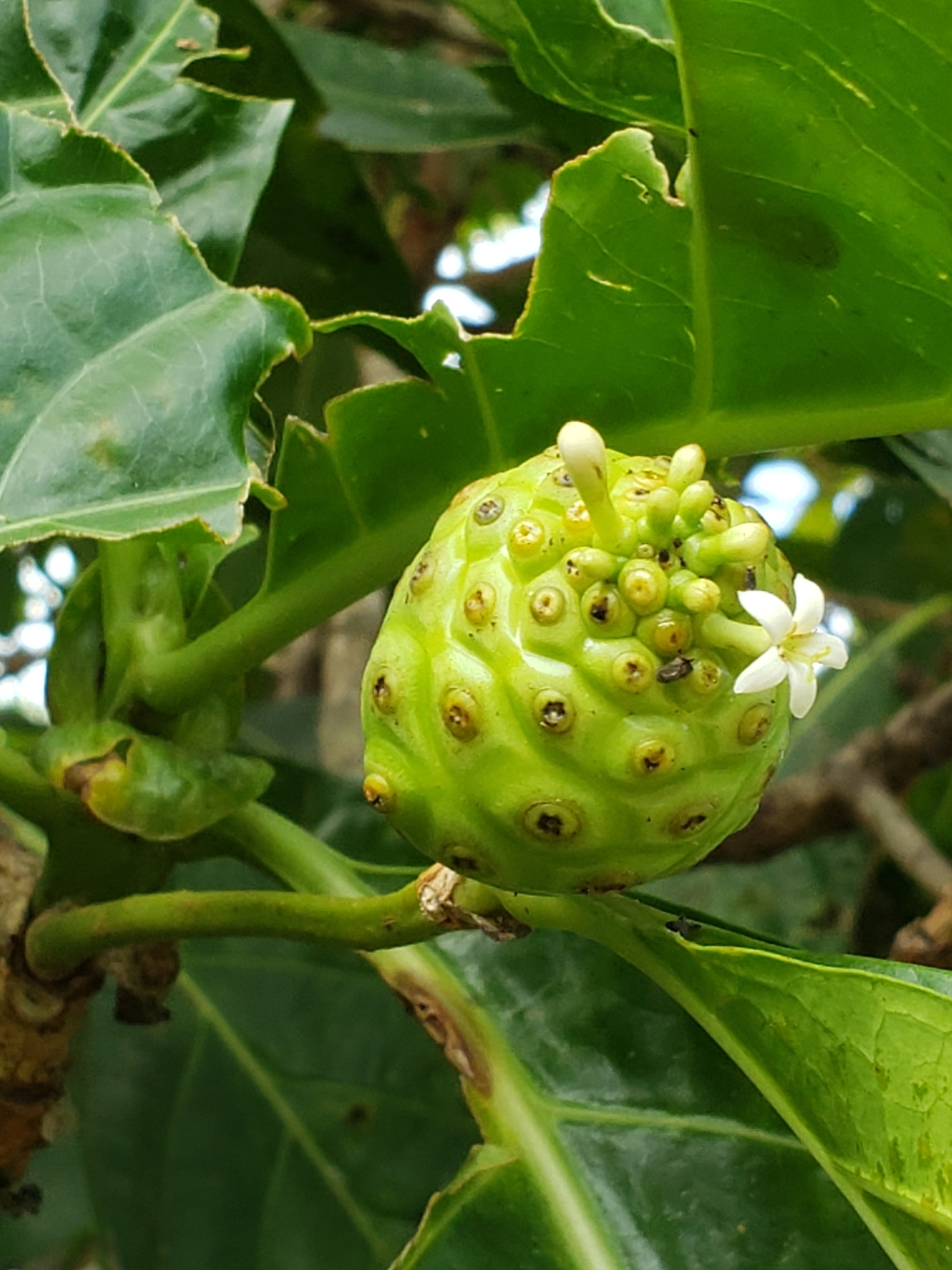 Morinda citrifolia L.