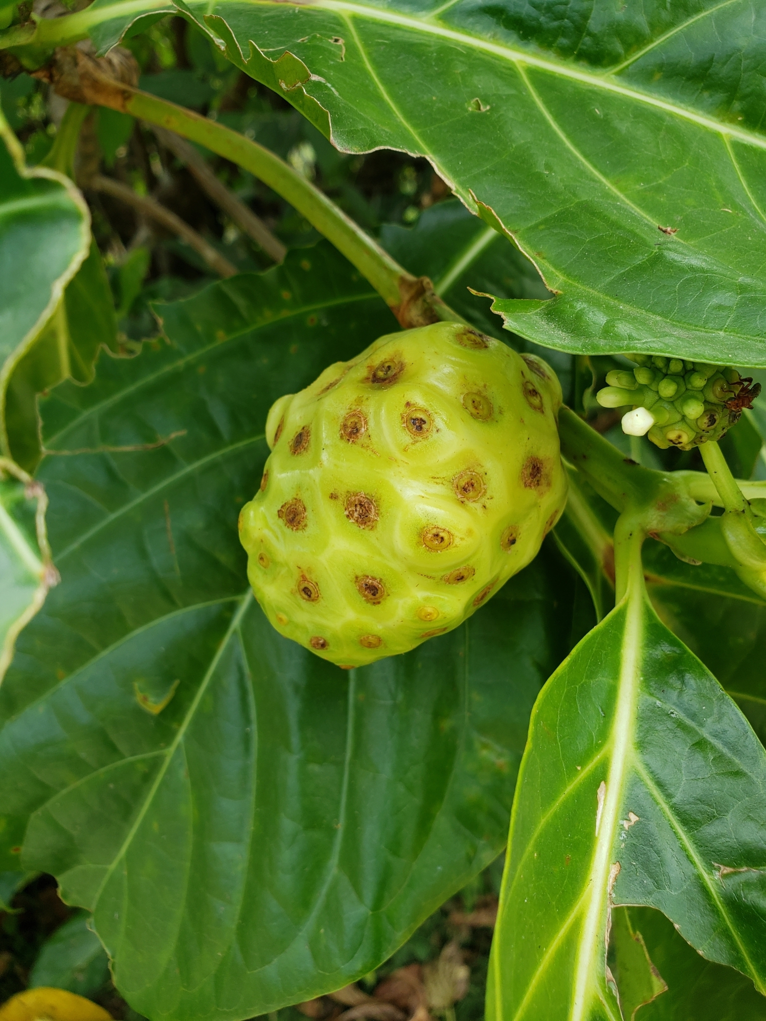 Morinda citrifolia L.