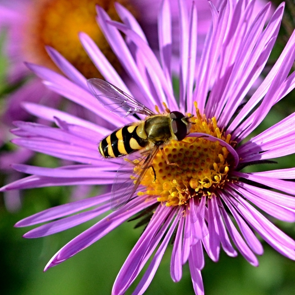 Common Flower Flies from Pod Chlumem, Mladá Boleslav, Česko on October ...