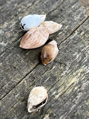 Caracolito de tierra (Melampus floridanus)