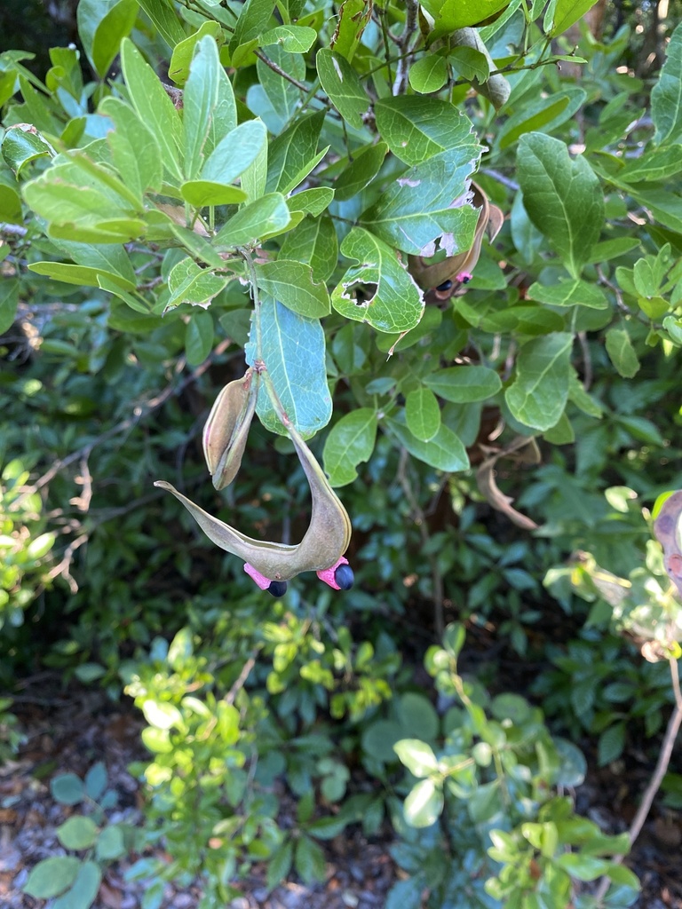Blackbead from Dagny Johnson Key Largo Hammock Botanical State Park ...