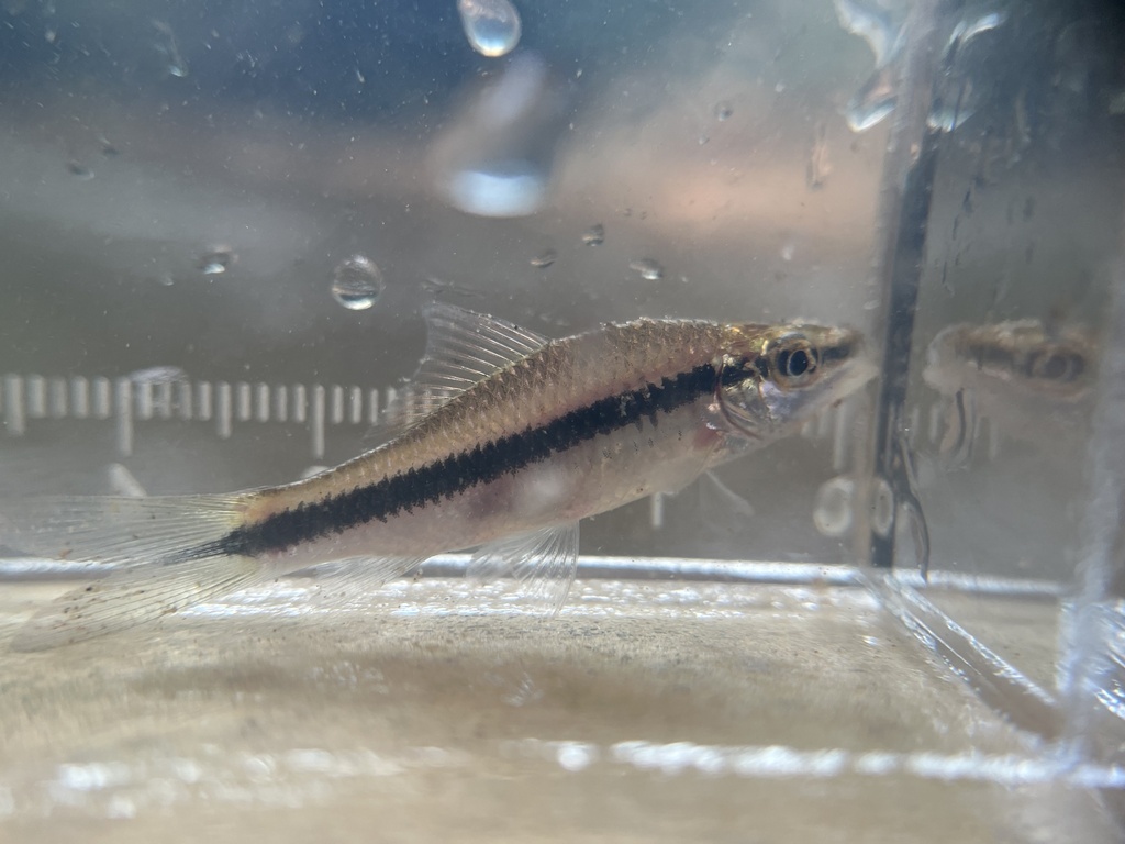 (Osteochilus) - Marine Life Identification