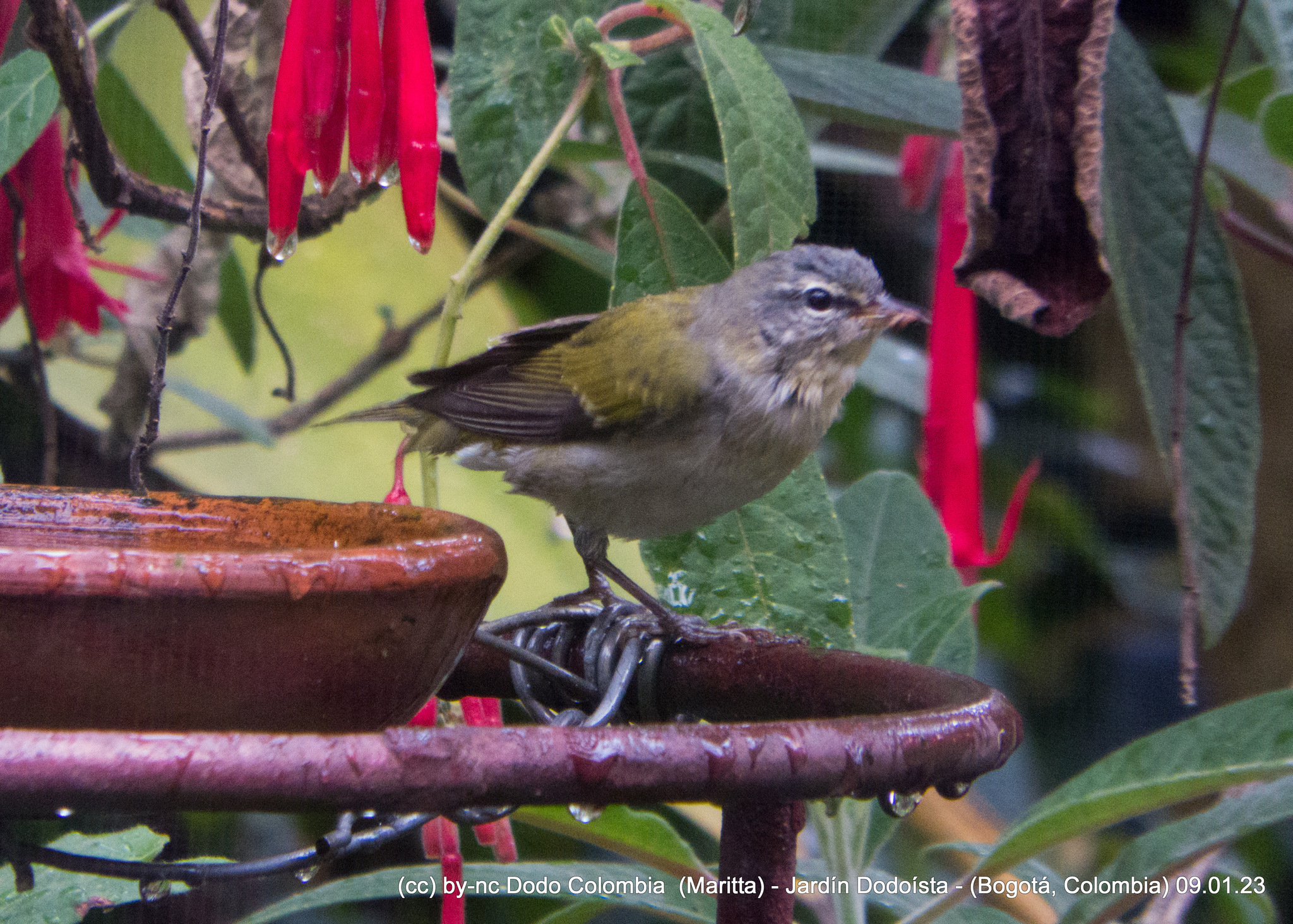 Leiothlypis peregrina (A.Wilson, 1811)