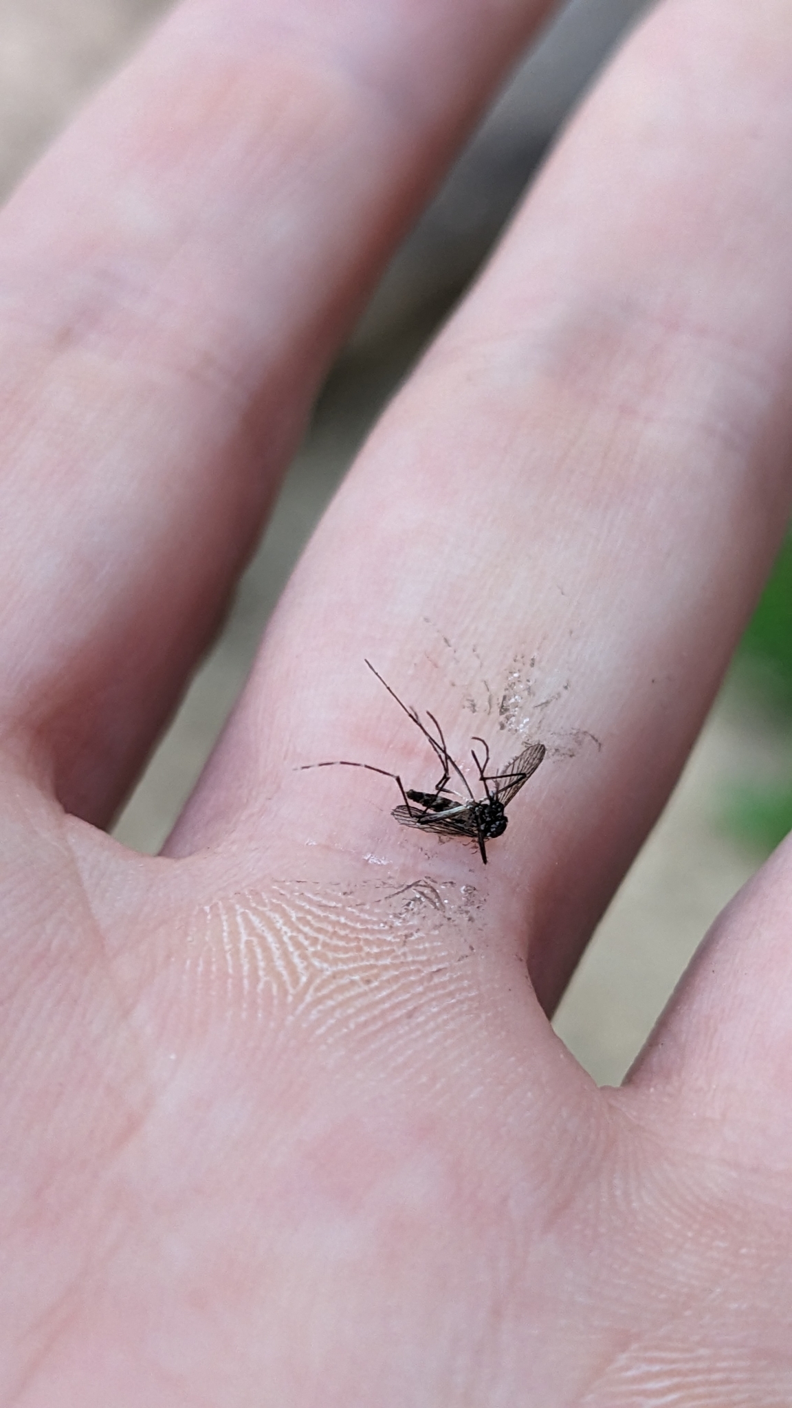 Aedes albopictus (Skuse, 1894)