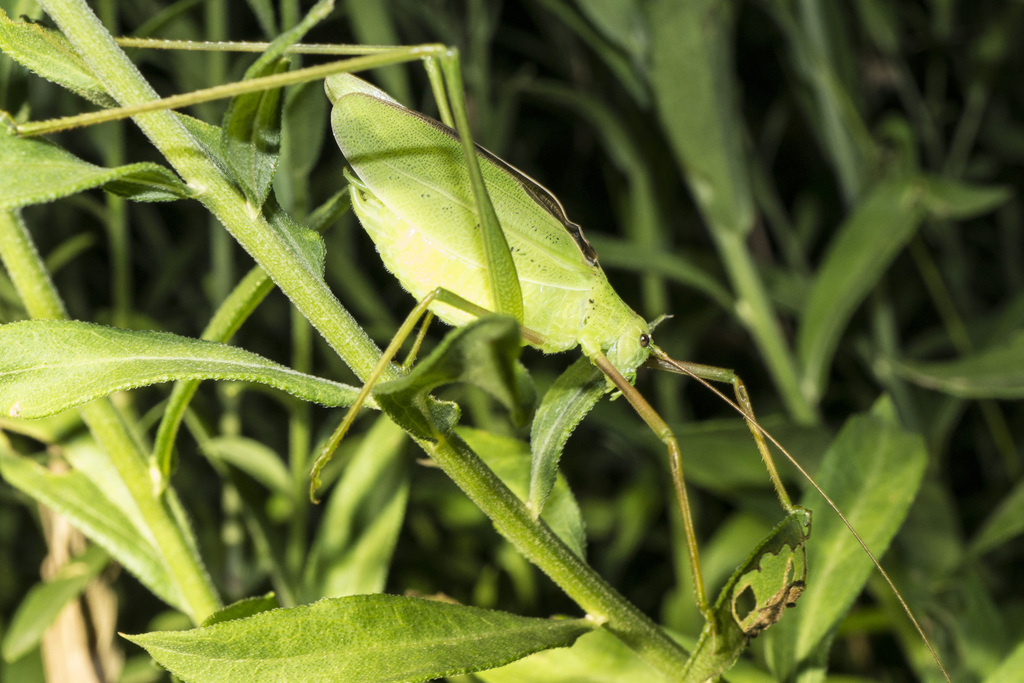 Malaysian Bush-cricket from 中国河南省郑州市登封市 on June 21, 2014 at 11:31 PM by ...