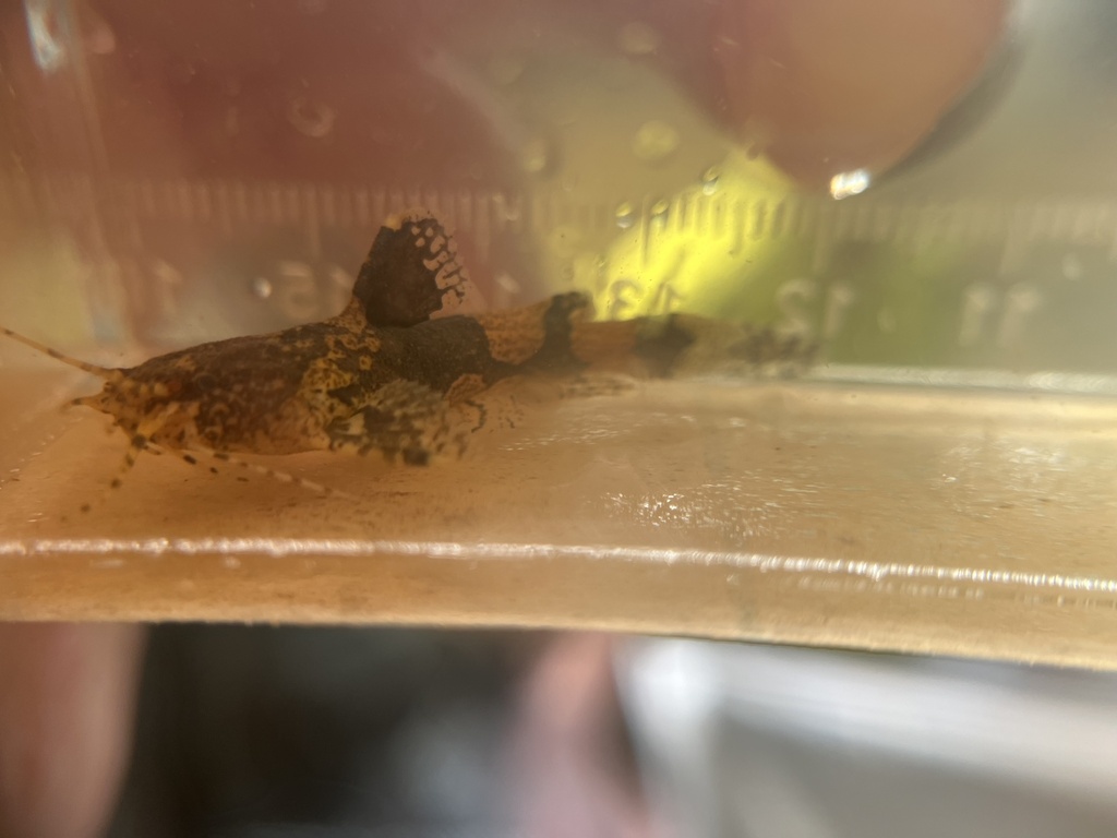 Akysis hendricksoni (Freshwater Fish of Malaysia) · BioDiversity4All