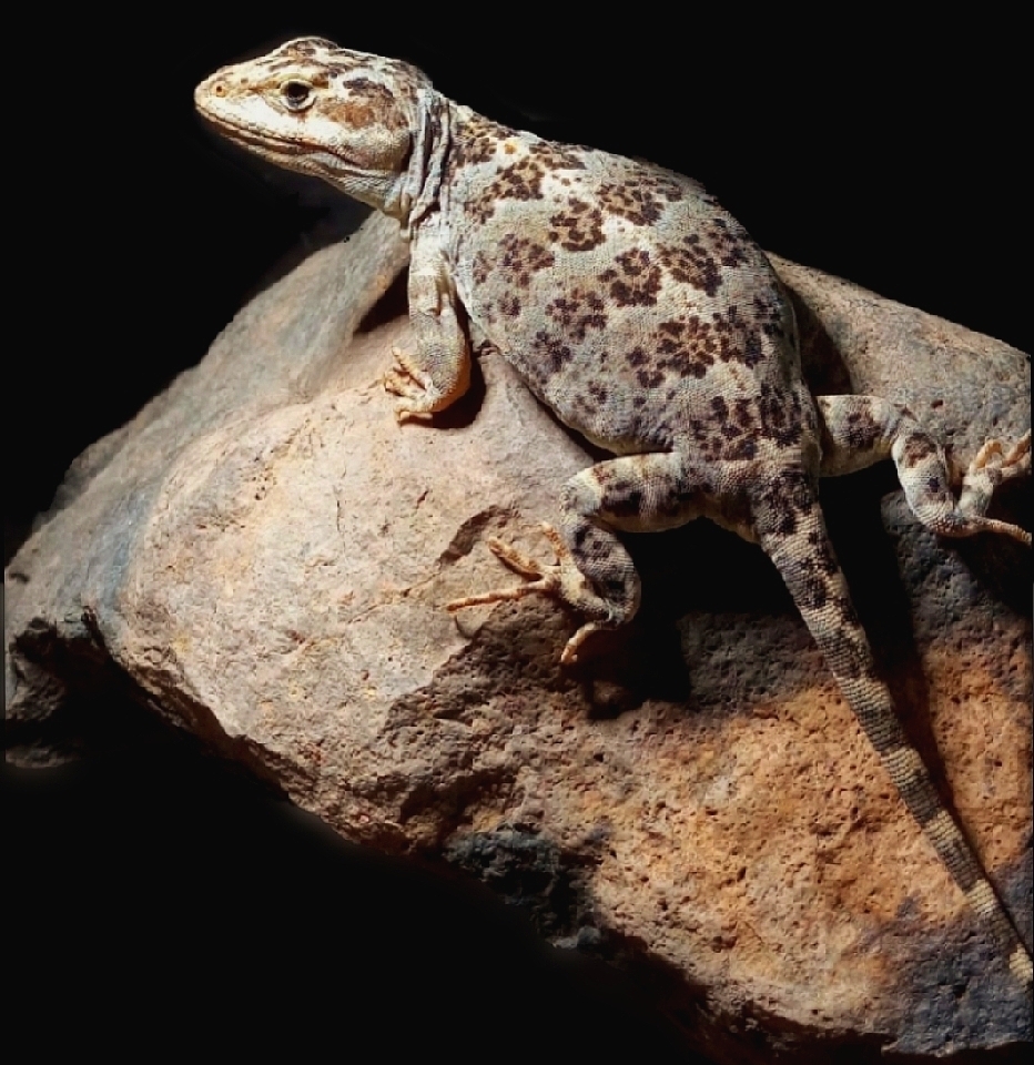 Patagonian Leopard Lizard from Tunuyán, Mendoza, Argentina on November ...