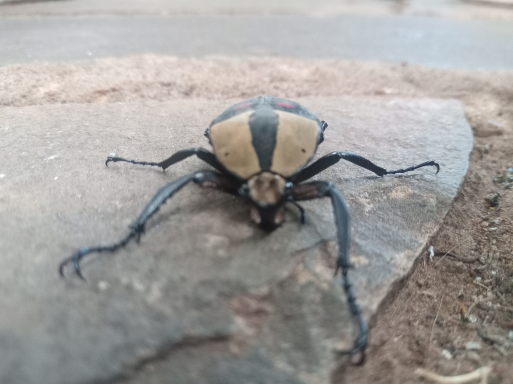 Orange-spotted fruit chafer from Lusaka, ZM-LS, ZM on January 13, 2023 ...