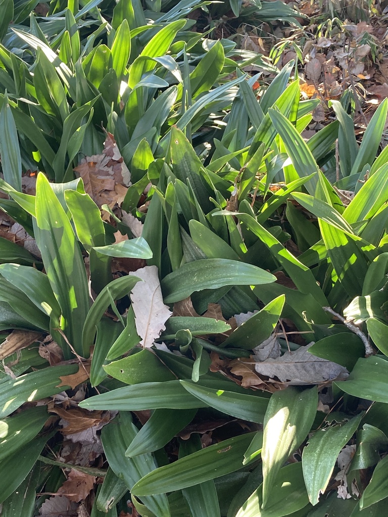 (Rohdea japonica japonica) - Botanical Realm