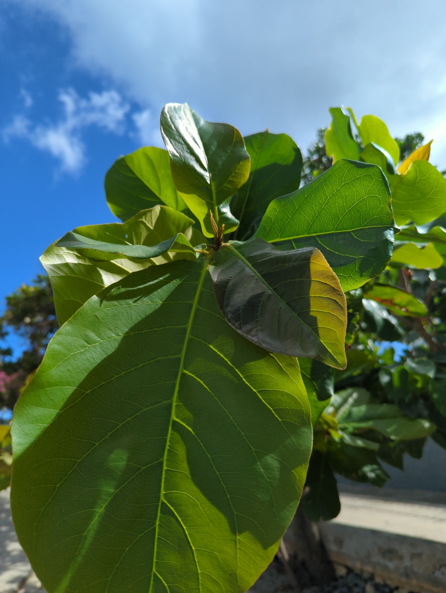Terminalia catappa L.