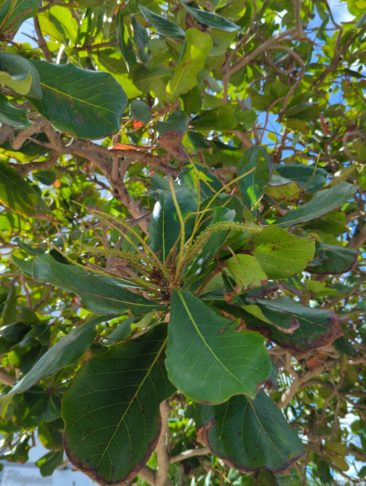 Terminalia catappa L.