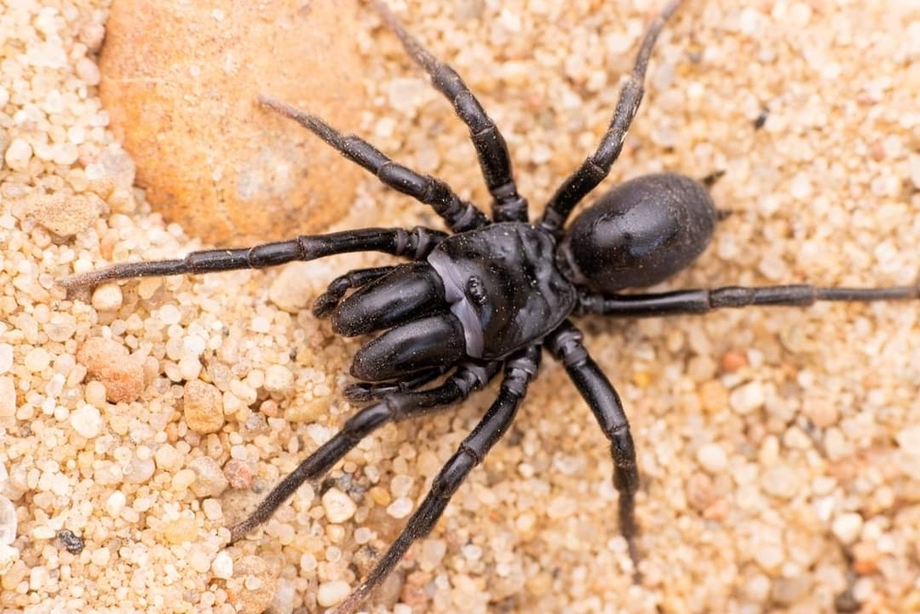 Atypus muralis from DK67, Włocławek, Polska on June 11, 2022 by Hubert ...